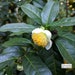 Camellia Sinensis (live Tea Plant Propagated From Plants at Former ...