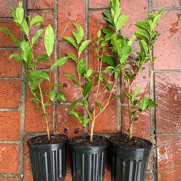 Green Tea Plant - Etsy