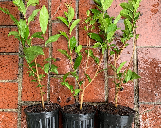 Camellia Sinensis, Anji White Tea Plant. 安吉白茶苗 - Etsy