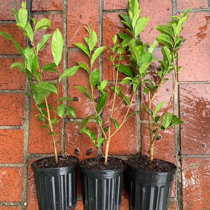 Small Tea Plants - Etsy