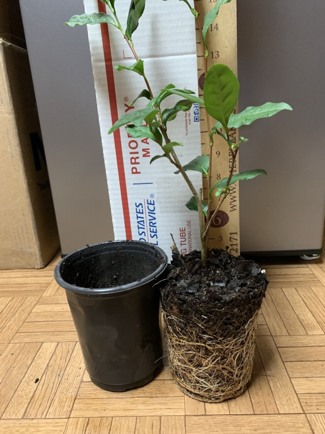 Camellia Sinensis live Tea Plant Propagated From Plants at Former ...