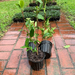 Camellia Sinensis (live Tea Plant Propagated From Plants at Former ...