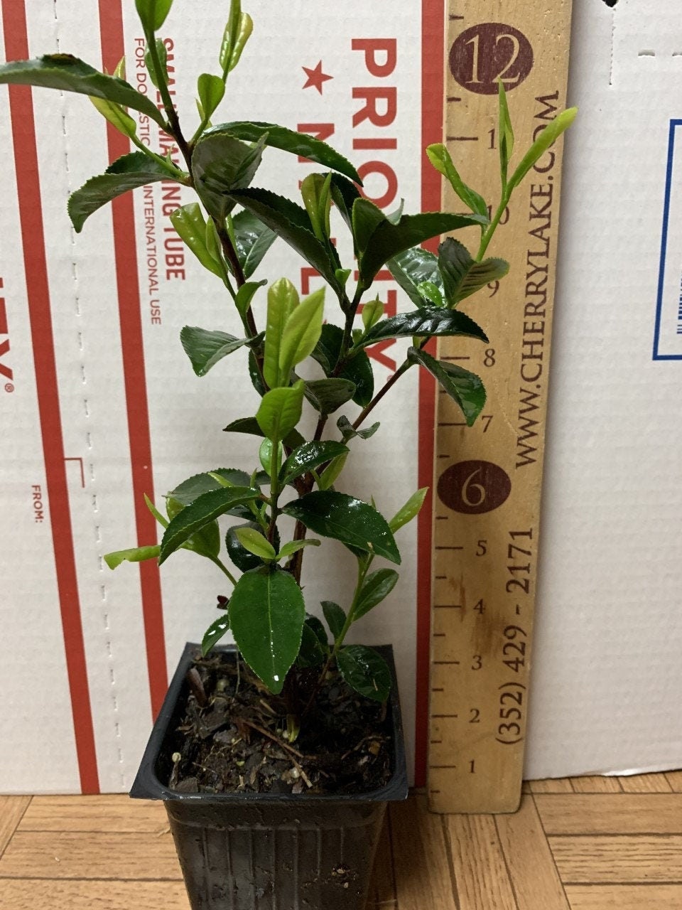 Camellia Sinensis live Tea Plant Propagated From Plants at - Etsy