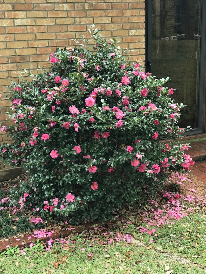 Camellia Sasanqua 'shishi Gashira' Starter Plant in 3 Inch Pot - Etsy