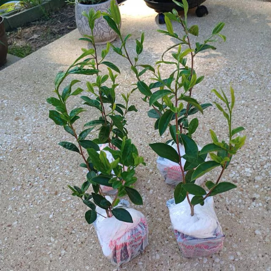 Camellia Sinensis live Tea Plant Propagated From Plants at Former ...