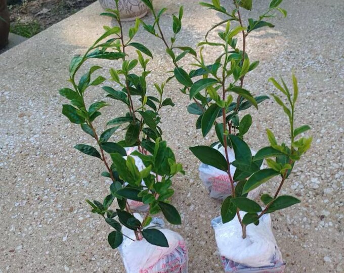 Camellia Sinensis live Tea Plant Propagated From Plants at Former ...