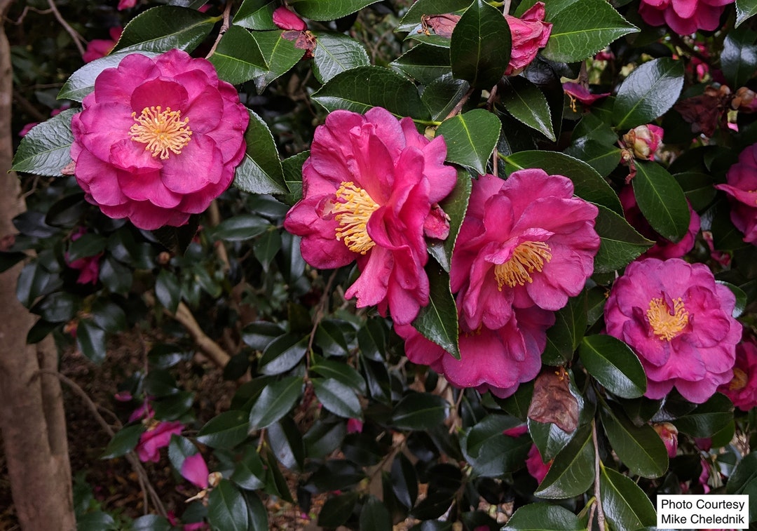 Camellia Sasanqua 'kanjiro' (quart Pot) - Etsy