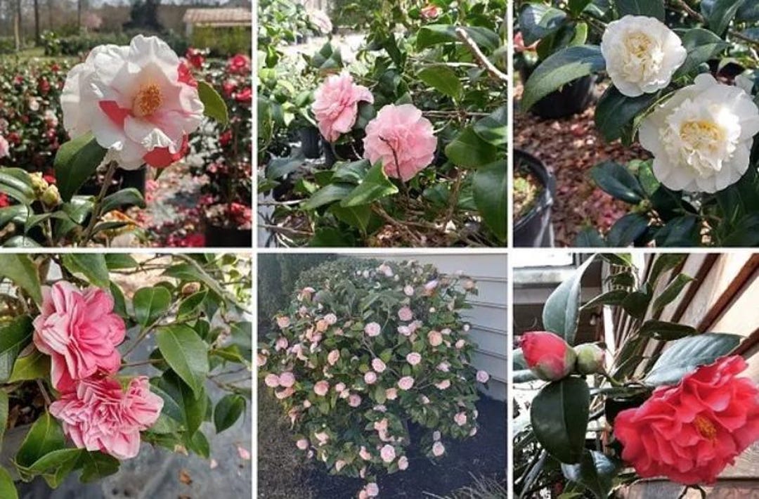 Camellia Sasanqua LOST TAG SPECIAL 4 Pack of 3 Inch Starter Pots - Etsy