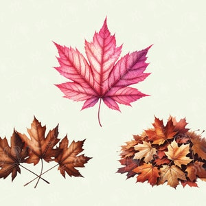 Maple Leaf Clipart, 15 PNG Files, High-resolution, Leaf Clipart, Autumn ...