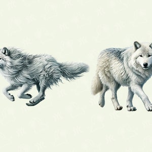 Arctic Wolf Clipart, 12 PNG Files, High-resolution, Wolf PNF, Wildlife ...