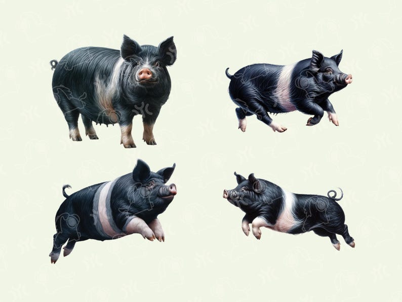 Hampshire Sow Pig Clipart, 26 PNG Files, High-resolution, Farm Animal ...
