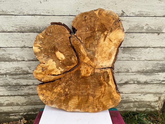 Wood Home Improvement Spalted Birch Slab etna.com.pe