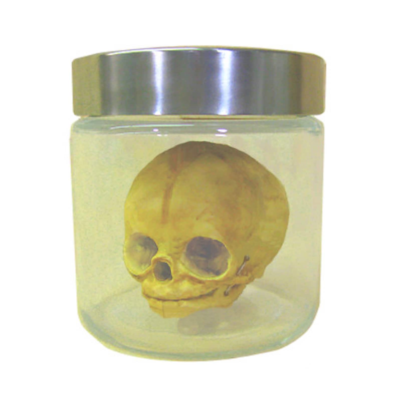 Human Baby Fetus Skull Specimen - Etsy