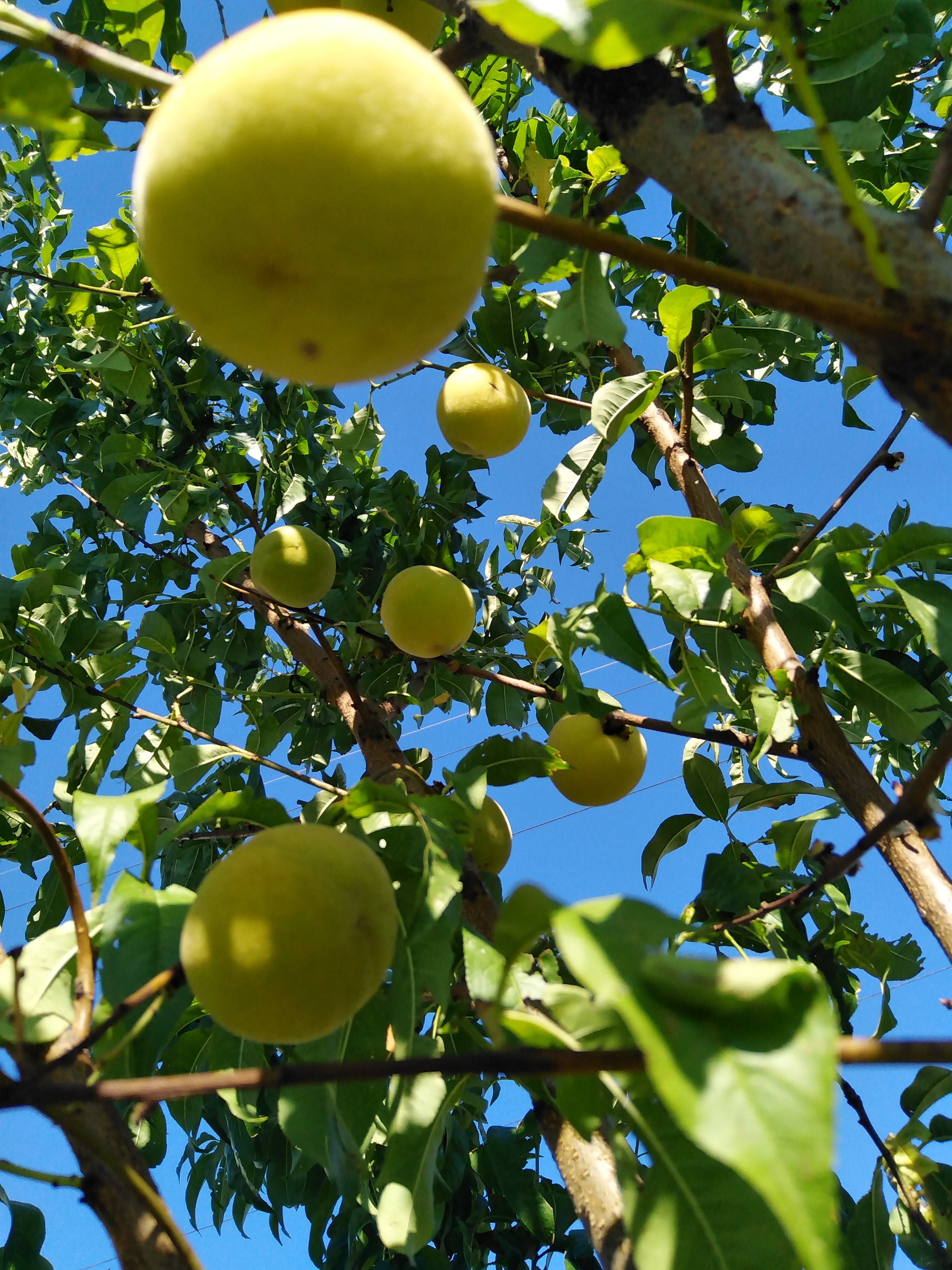 Peach Seeds Ice Peach or Ivory Peaches Peche De Vigne - Etsy Canada