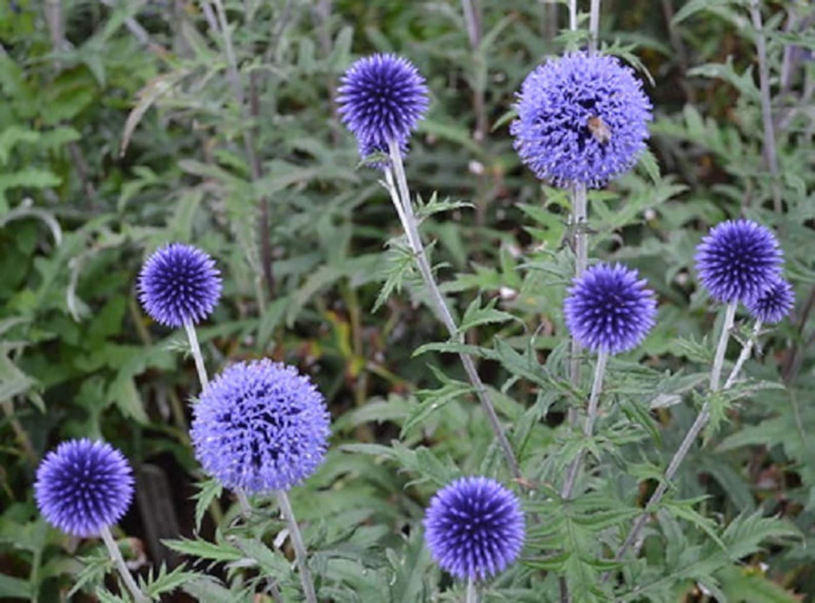 Rare Saussurea Lappa Costus Kuth Putchuk 5 Seeds - Etsy Canada