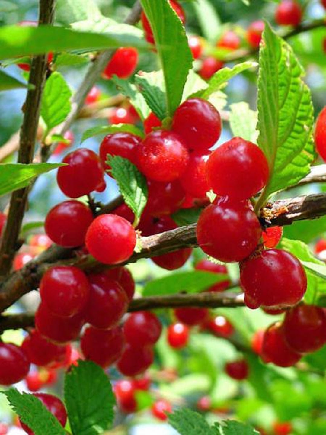 Prunus Tomentosa - Naking Cherry - Seeds and Cuttings - Hardy Zone 3 ...