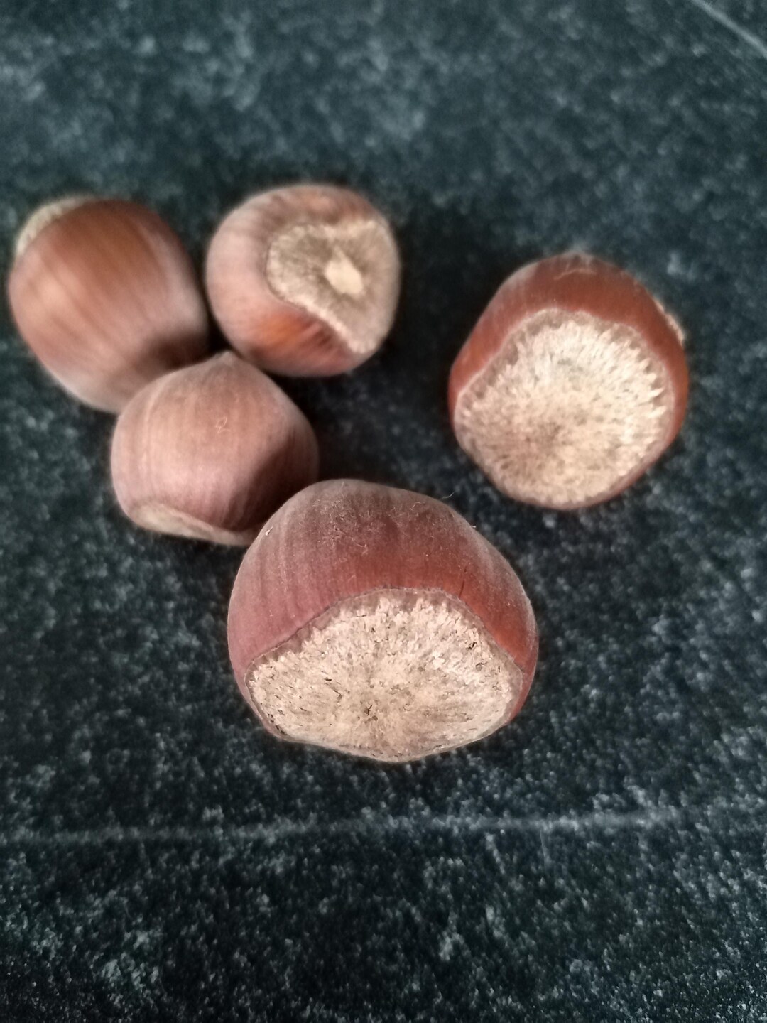 Hazelnut Hardy Zone 4 Romanian 3 SEED Non-gmo for Planting - Etsy