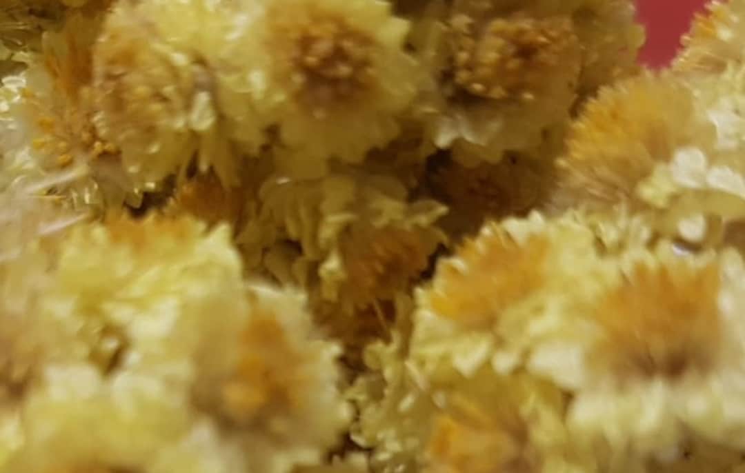 Helichrysum Arenarium 50 Seeds,dwarf Everlast,immortelle,herbal Teas ...