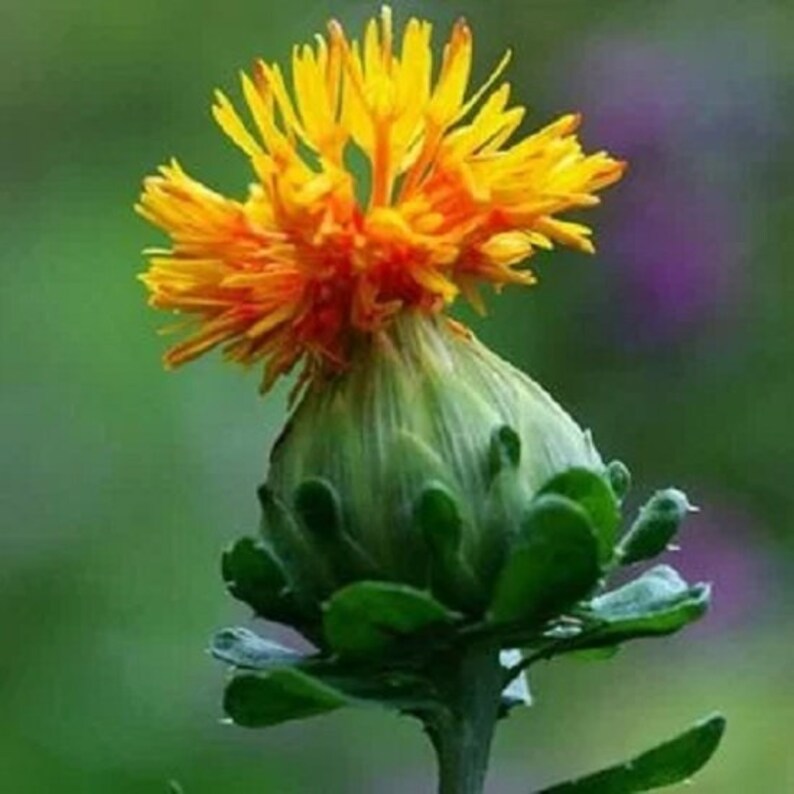Saffron Carthamus Tinctorius 2 Gr of Seeds, SAFFLOWER, Orange Thistle ...