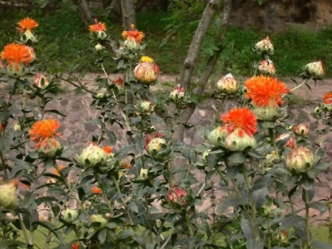 Saffron Carthamus Tinctorius 2 Gr of Seeds, SAFFLOWER, Orange Thistle ...