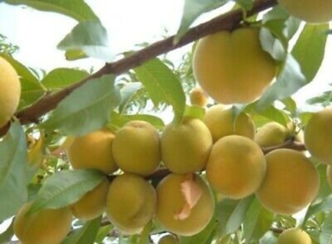 Peach Seeds Ice Peach or Ivory Peaches Peche De Vigne Amygdalus Persica ...