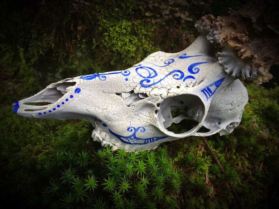 Beautiful Hand Painted Roe Deer, Buck, Skull. Pagan, Pictish Blue ...