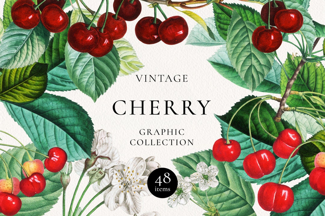Vintage Cherry Clipart: Blossom & Fruit Graphics, Seamless Patterns ...