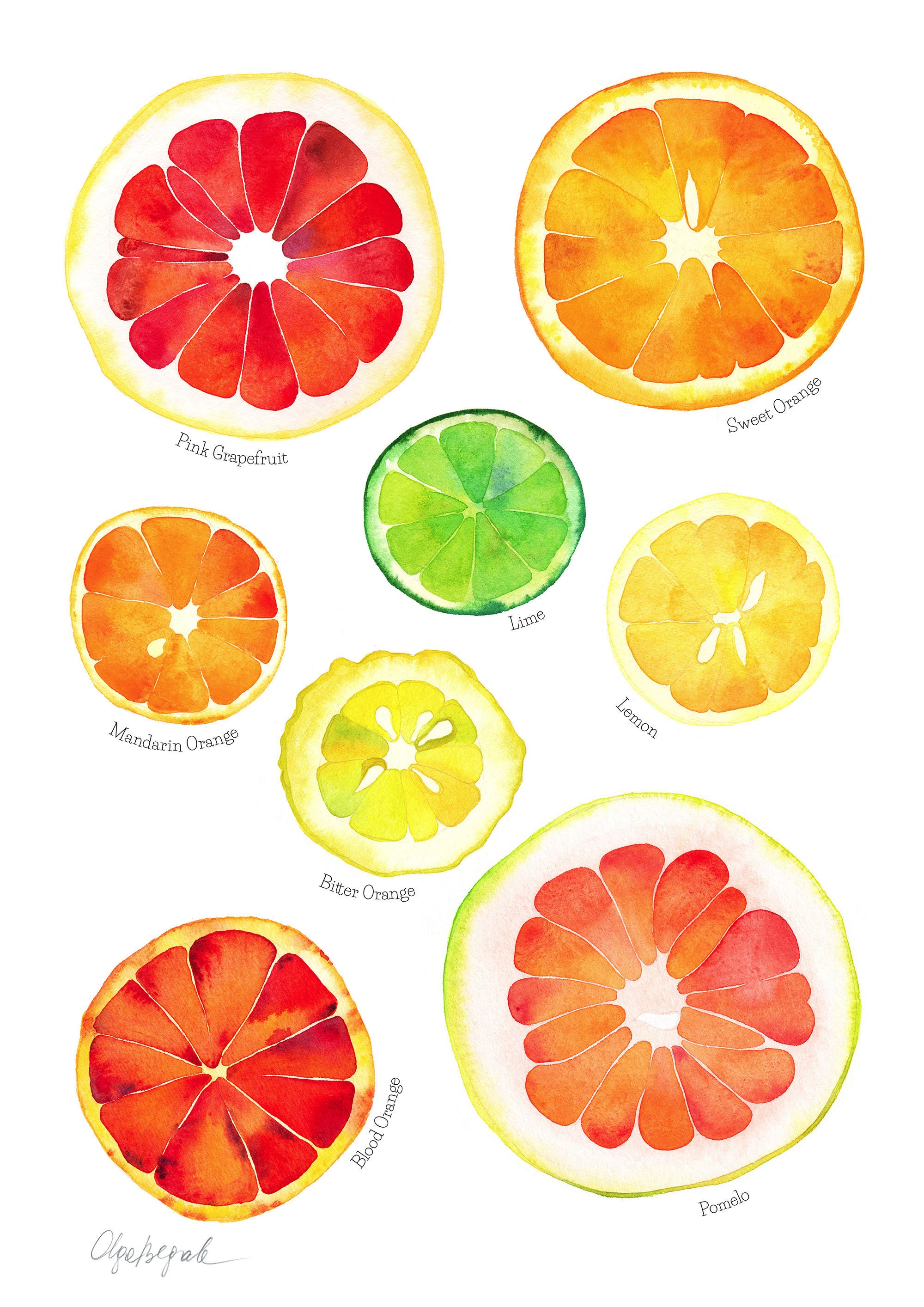 Citrus Fruit Wall Art Print Citrus Watercolor Painting | Etsy