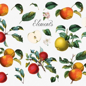 French Apple Fruits Clipart Vintage Apples Blossom Leaves - Etsy