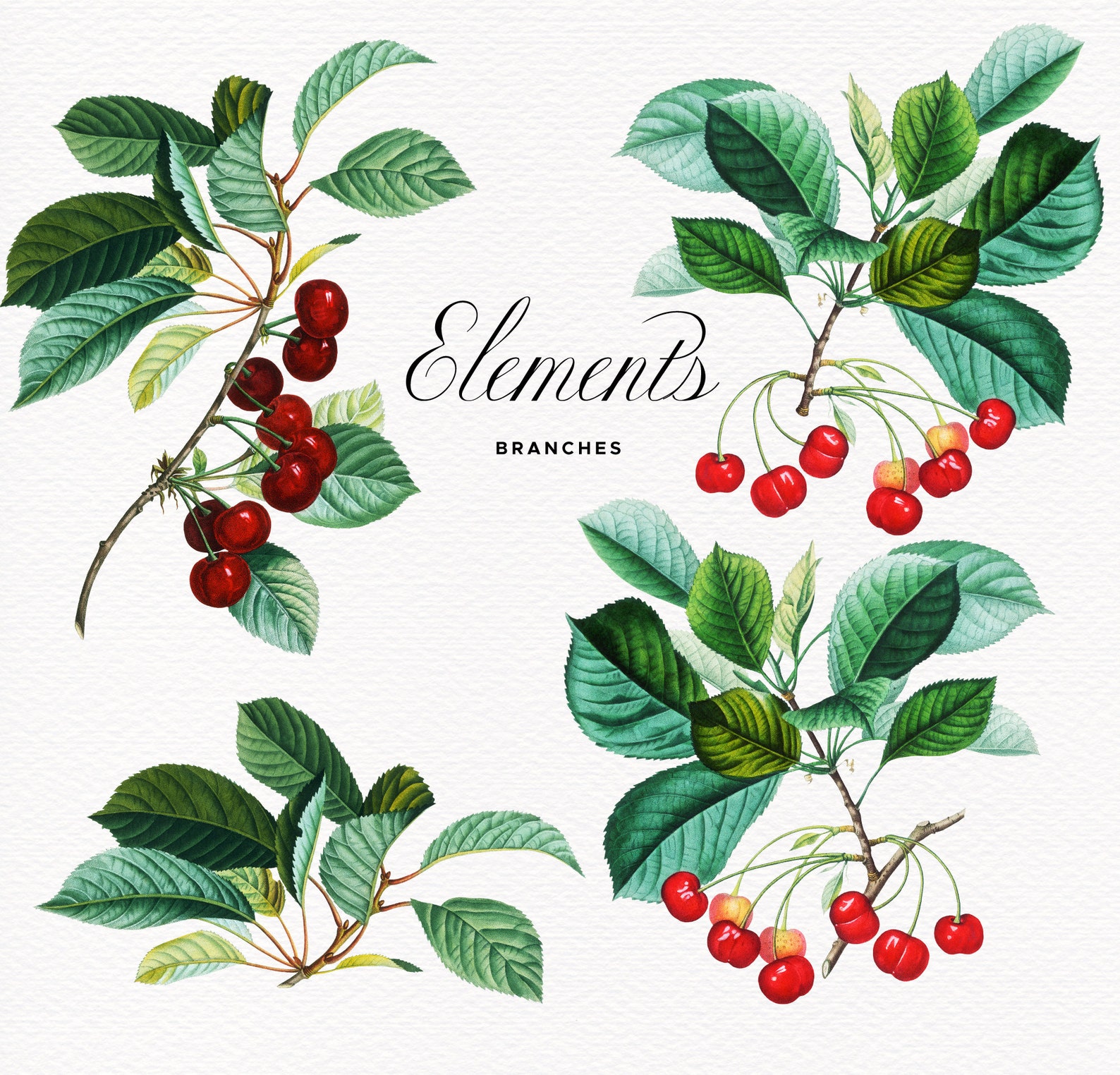 Vintage Cherry Clipart: Blossom & Fruit Graphics, Seamless Patterns ...