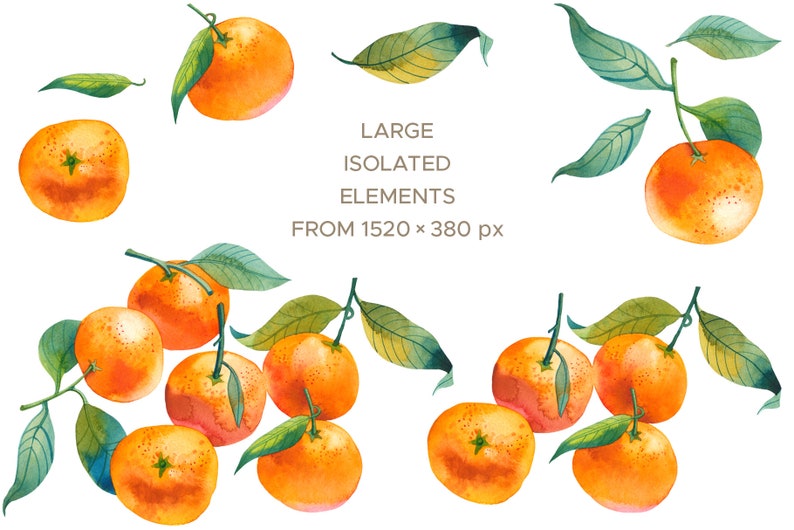 Watercolor Clipart Bundle Hand Painted Fruits Berries and - Etsy