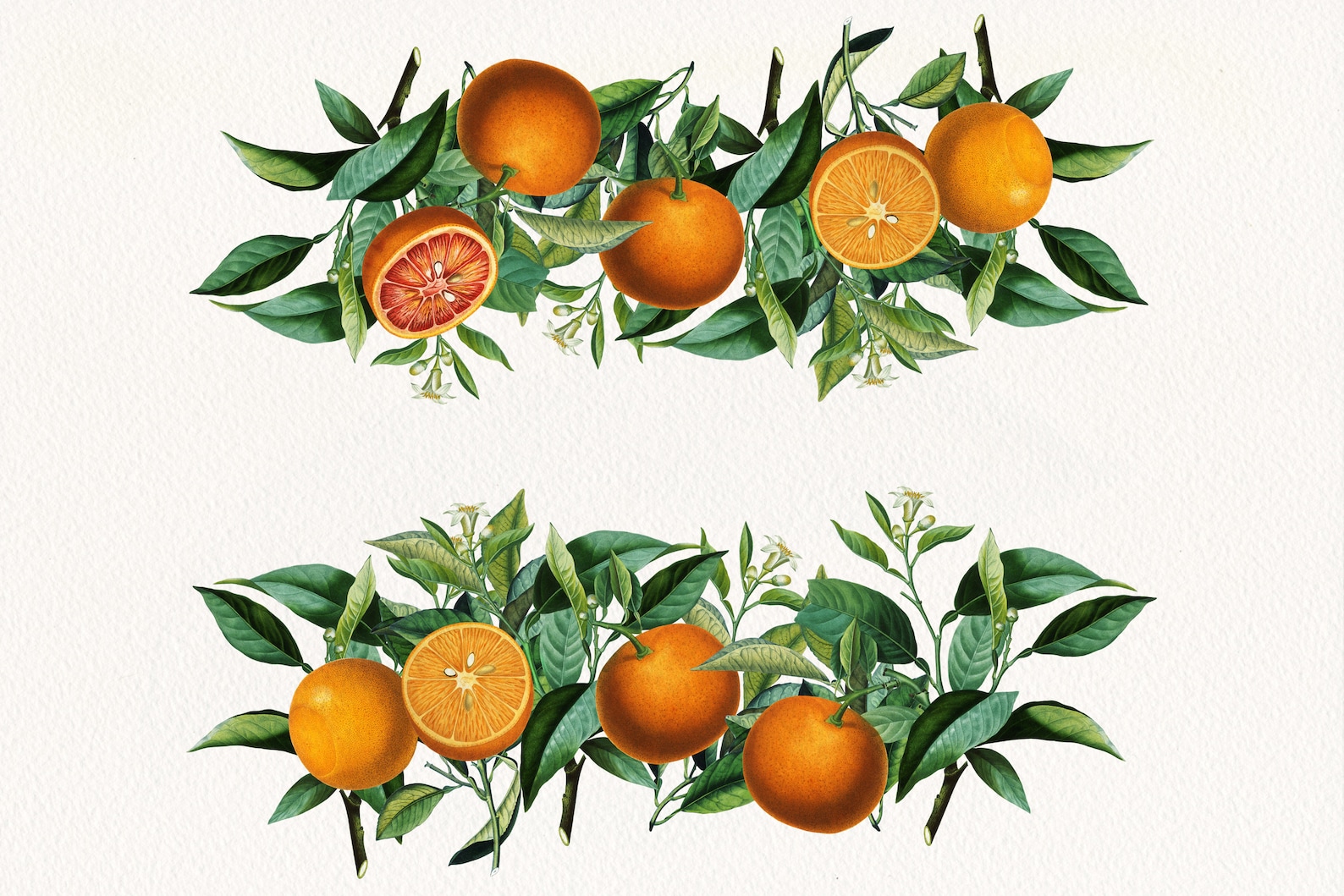 Orange Citrus Borders PNG Greenery and Fruits Seamless Border - Etsy