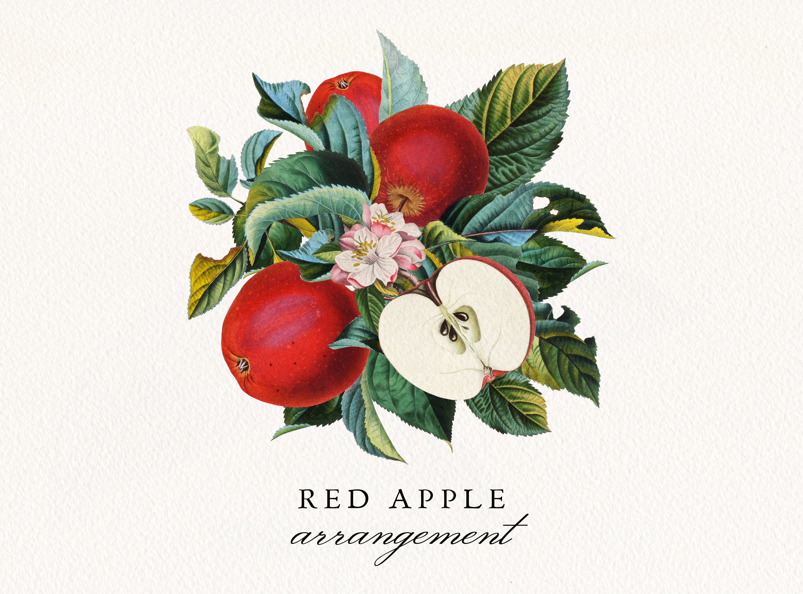 Red Apple Fruit Arrangement PNG Vintage Apple Fruits Wedding | Etsy