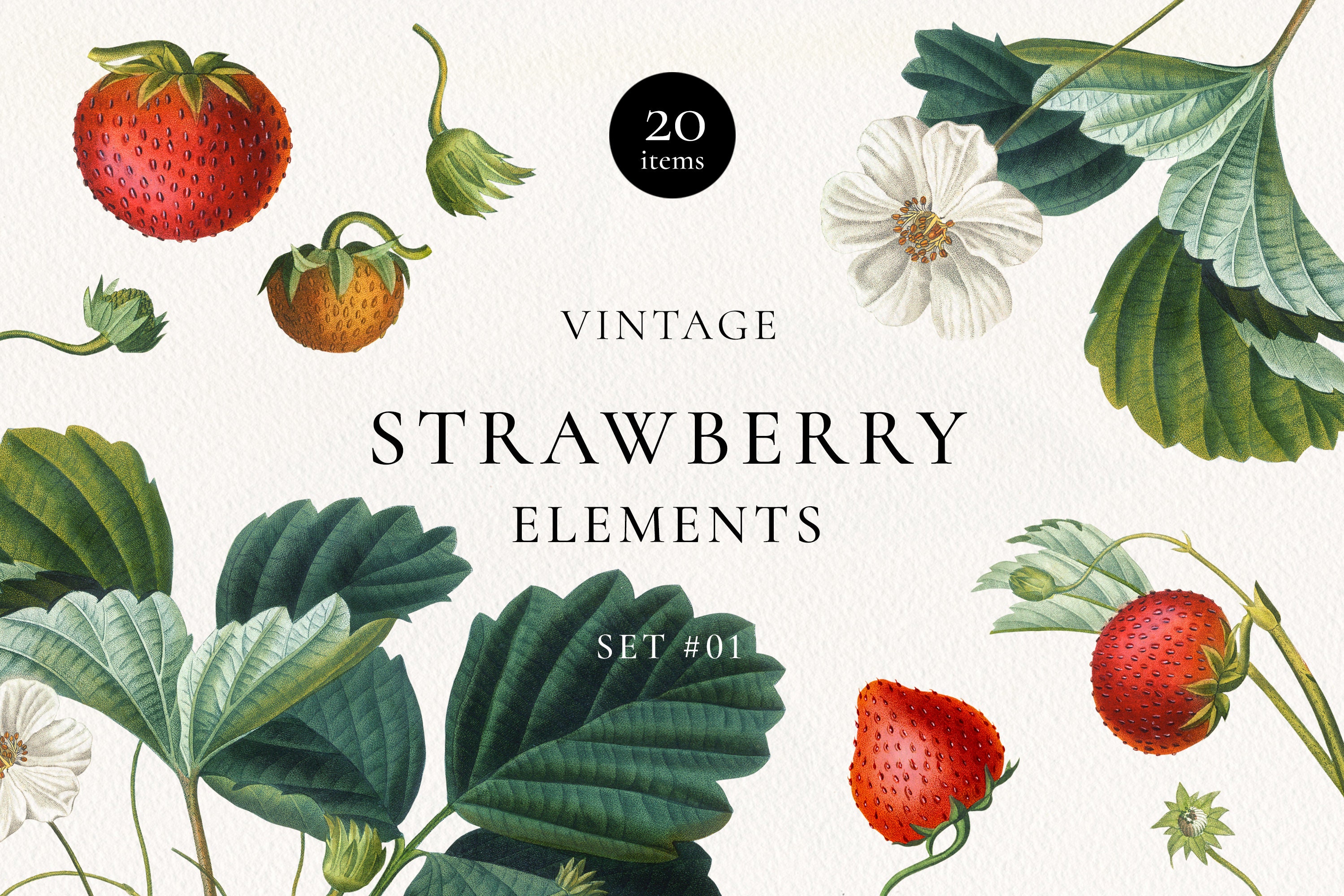 Antique Strawberry Elements Clipart 01 Vintage Strawberry - Etsy