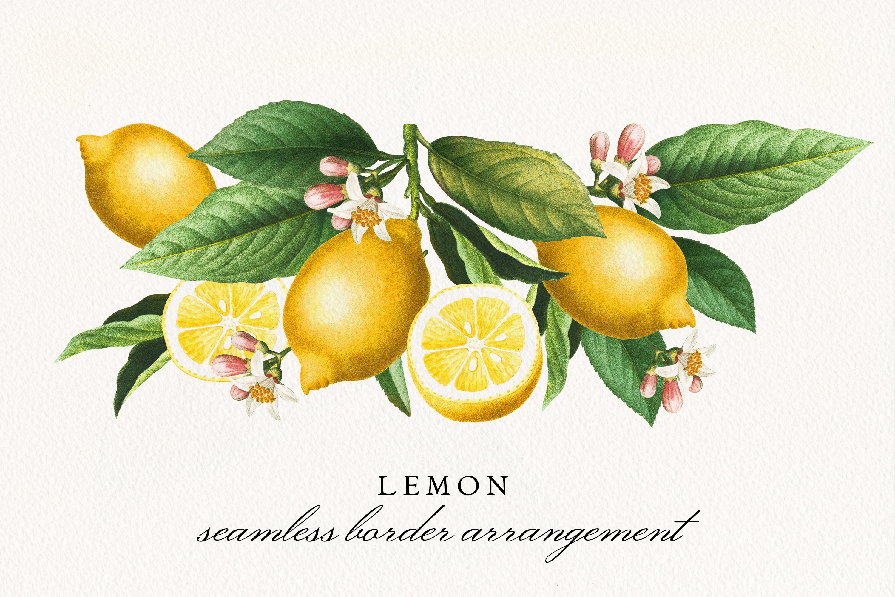 Vintage Lemon Clip Art Png