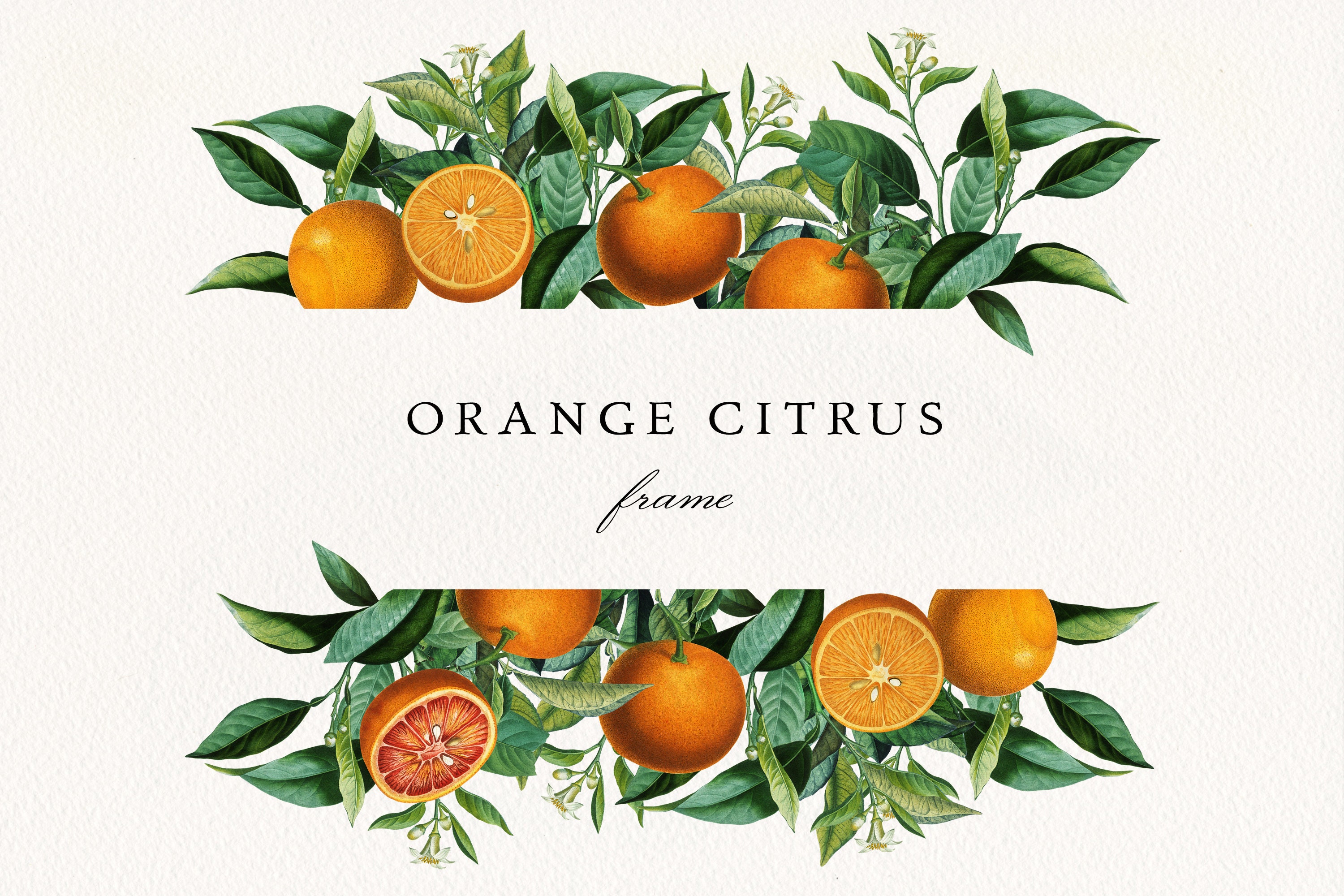 Orange Citrus Split Frame 10 PNG, Citrus Fruits Greenery Border ...