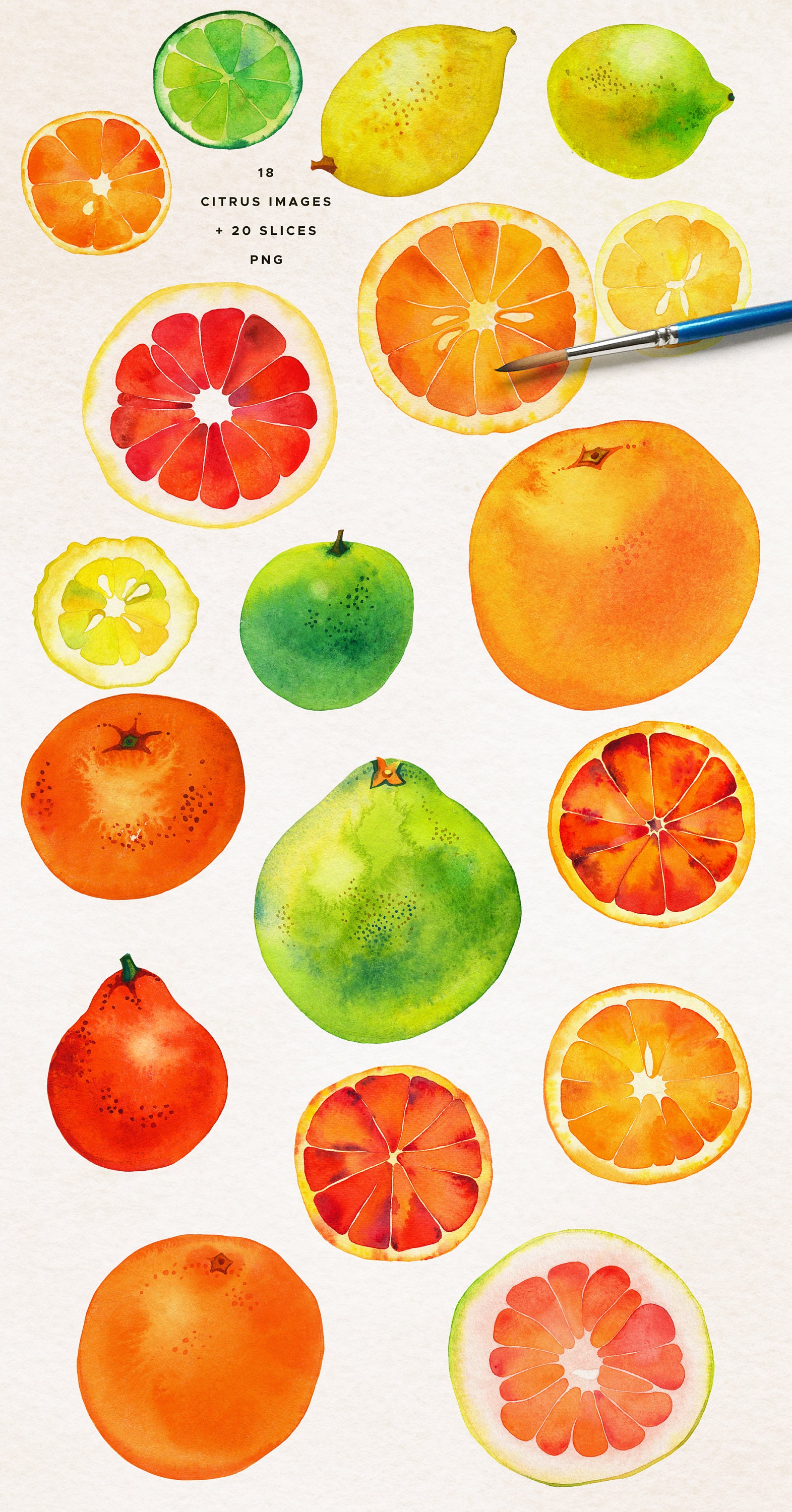 Watercolor Clipart Bundle Hand Painted Fruits Berries and | Etsy