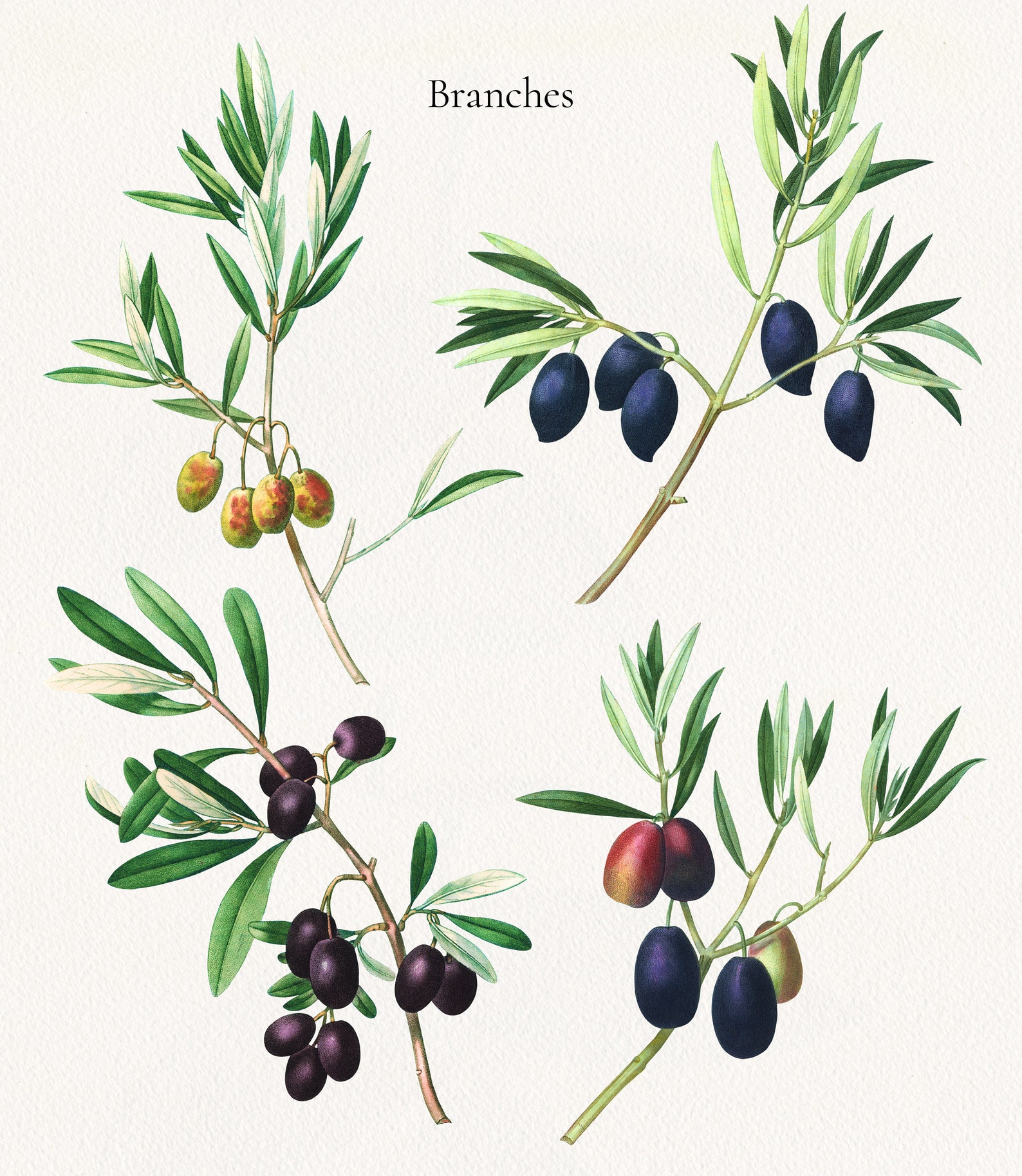 Olive Branch Wreaths Clip Art Olive Tree Branches and Twigs - Etsy