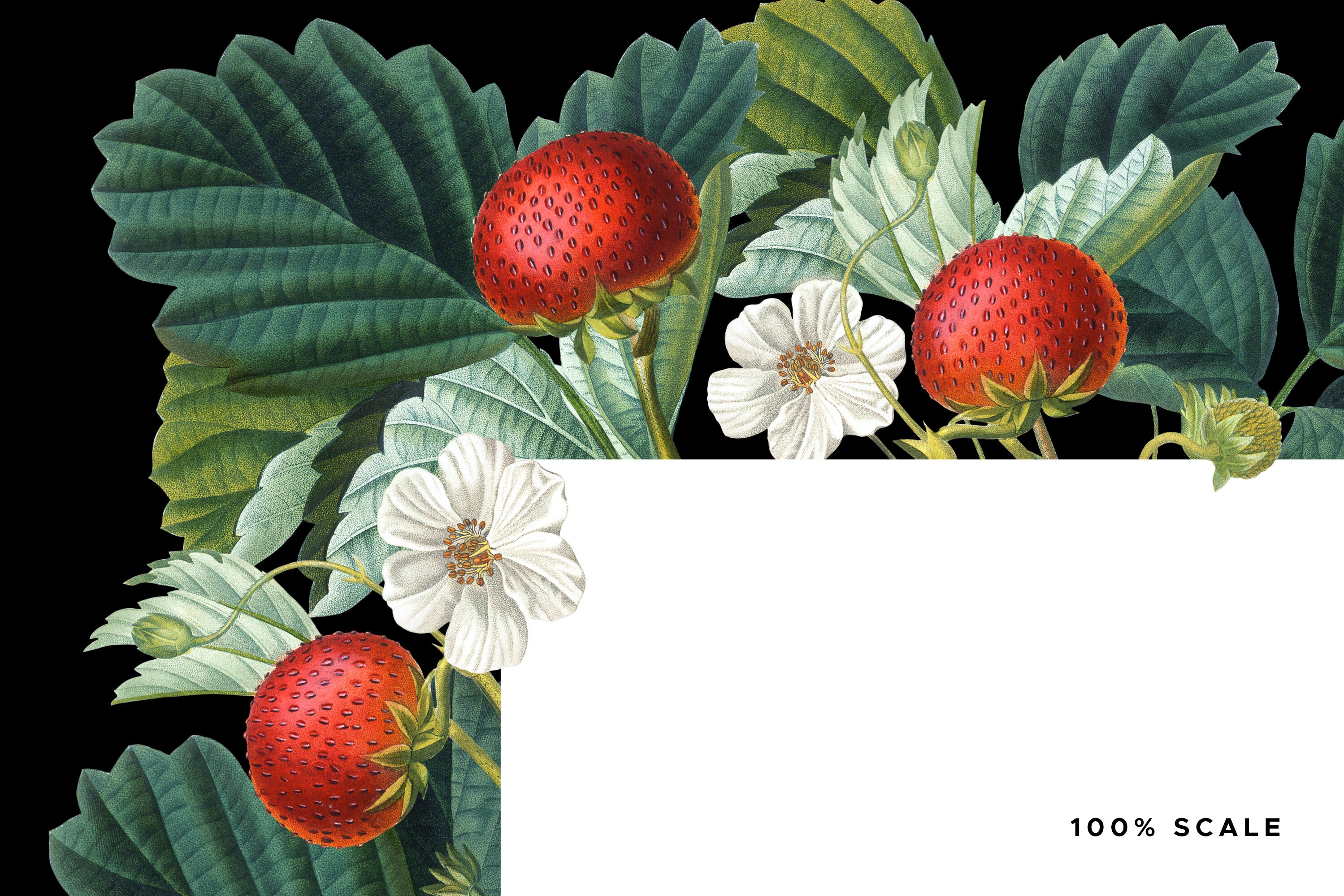 Strawberry Frames PNG Vintage Strawberry Fruit Blossom - Etsy