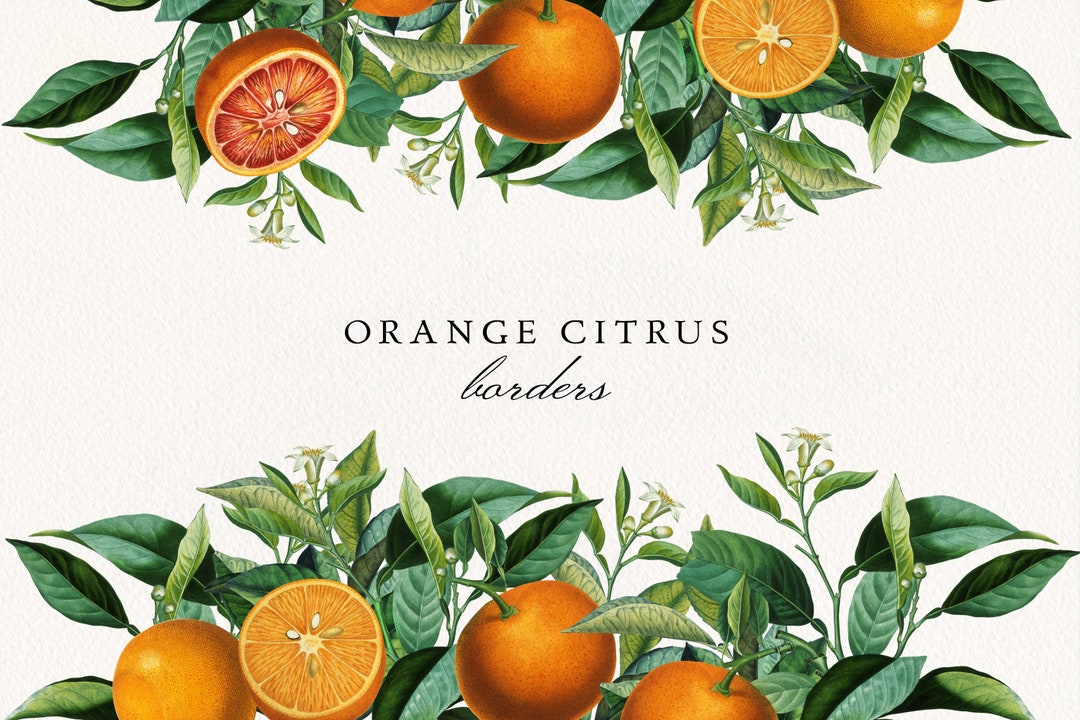 Orange Citrus Borders PNG, Greenery and Fruits Seamless Border for ...