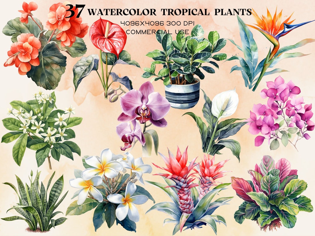 Tropical Watercolor Clip Art Set, Exotic Plants Flowers PNG ...