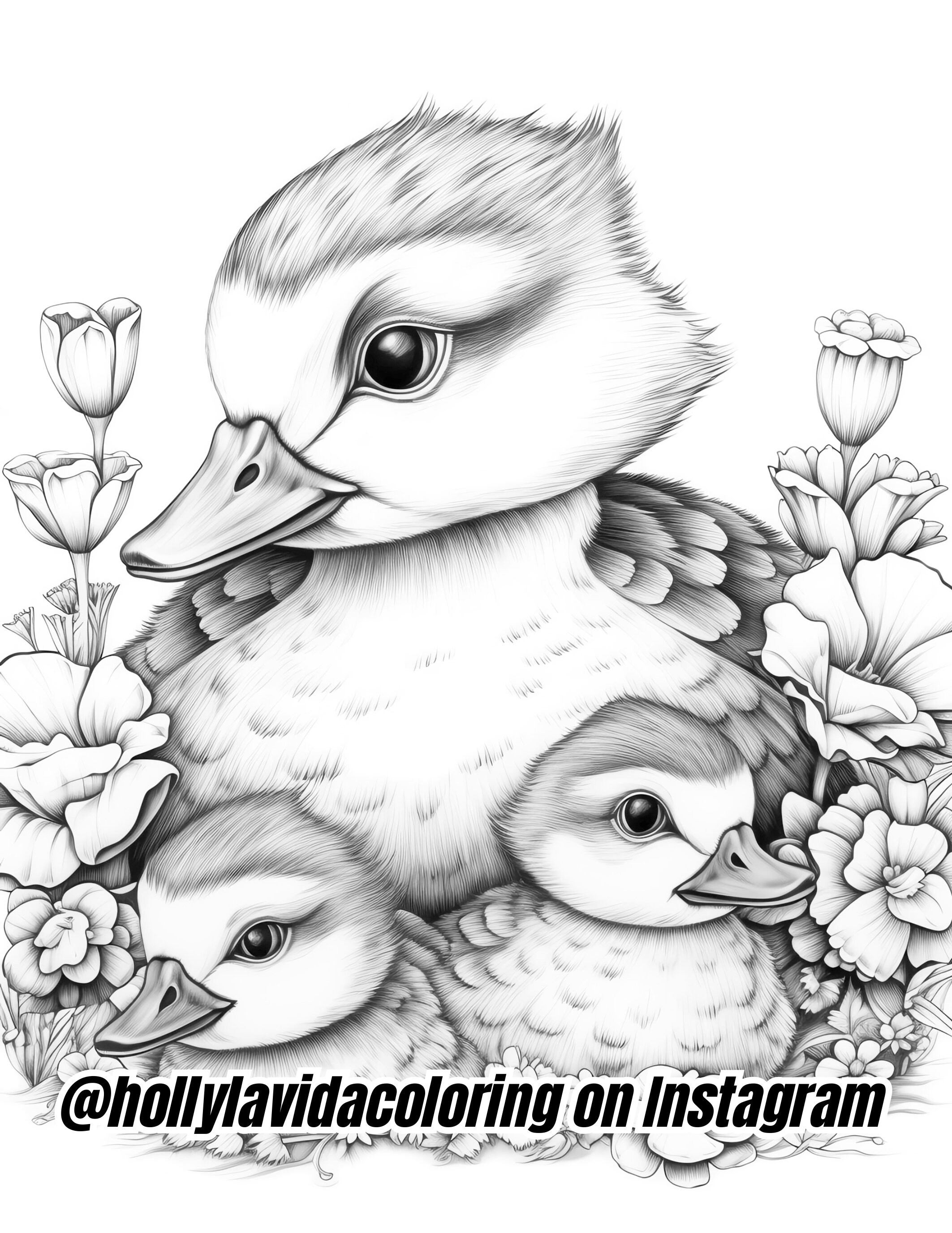 25 Baby Birds Coloring Book Pages Baby Animals Instant PDF - Etsy