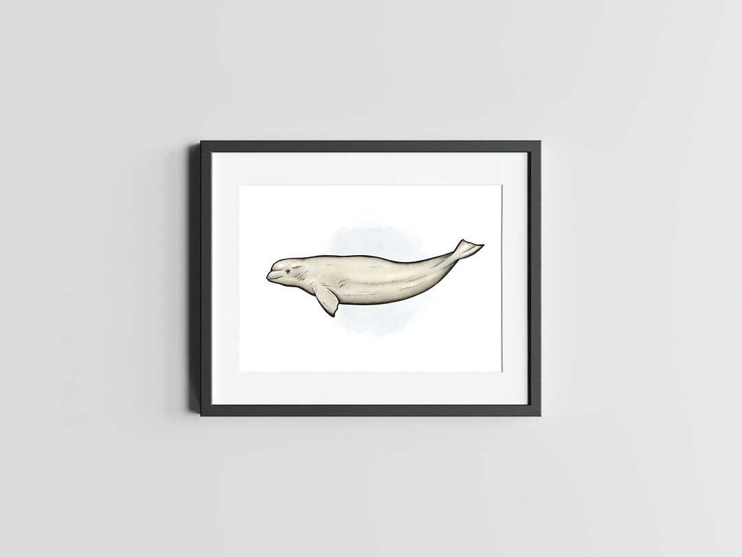 BELUGA WHALE 5x7 Art Print of Whale Print Decor of Whale Artwork for ...