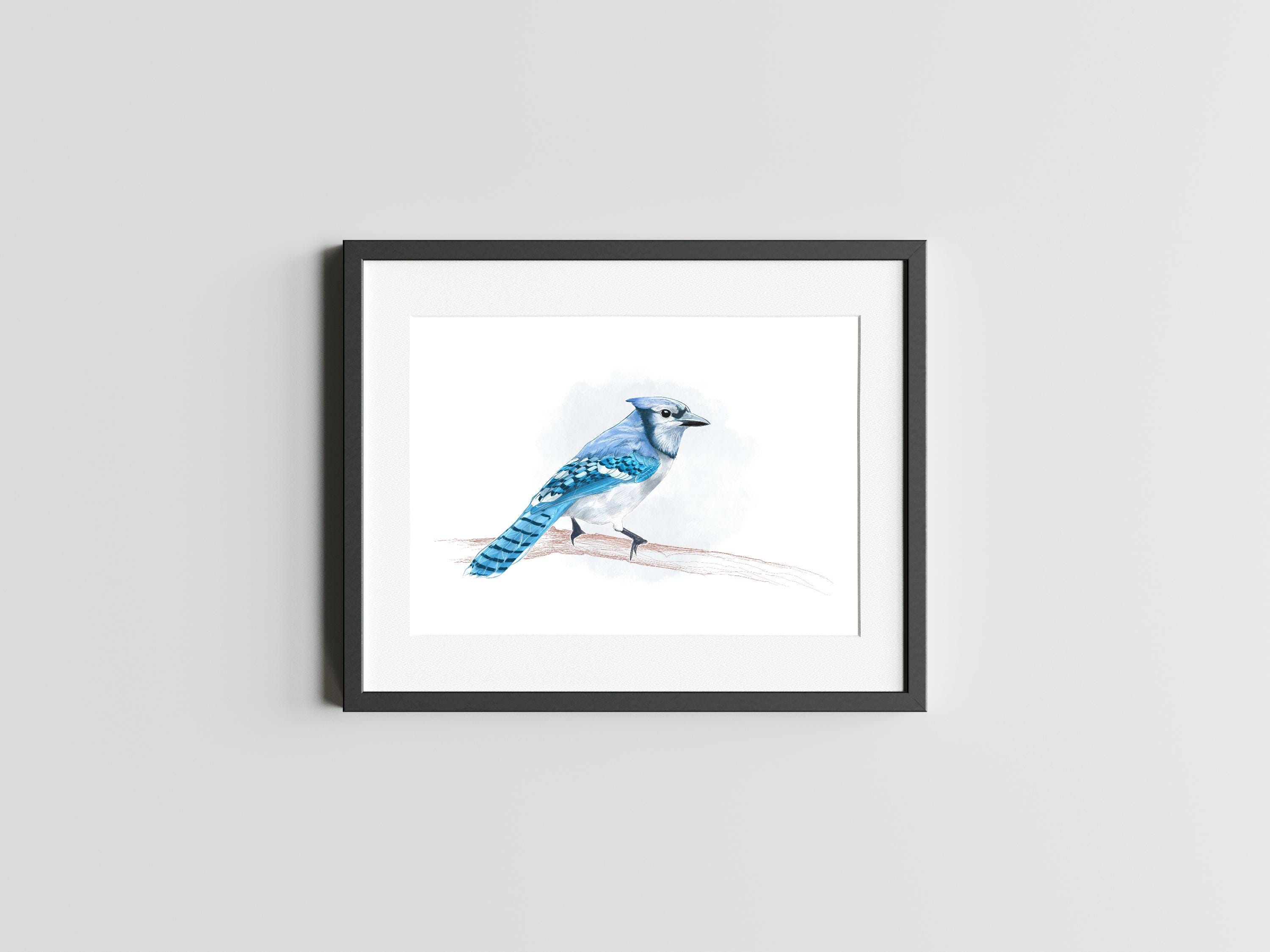 BLUE JAY 5x7 Art Print of Blue Jay Bird Art Home Decor Wall Art of Blue ...