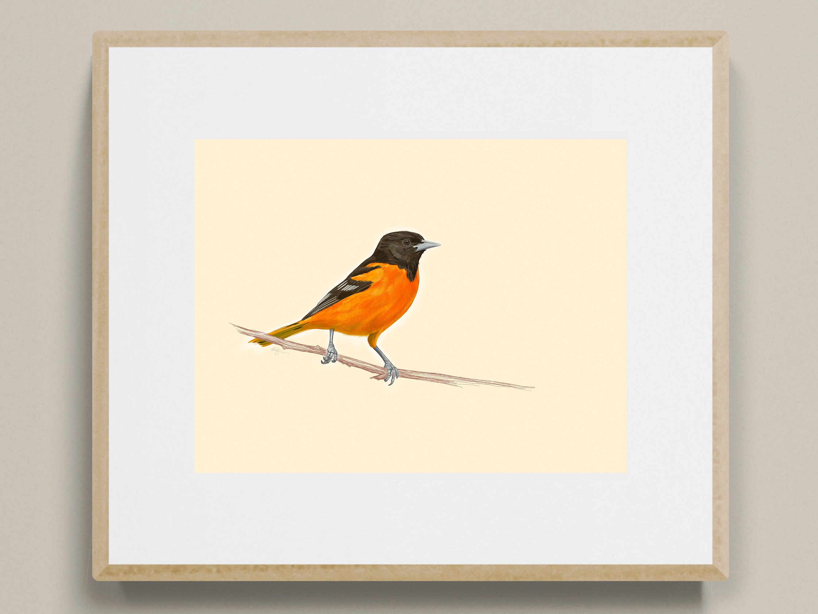 BALTIMORE ORIOLE Art Print, Bird Art, Bird Illustrations, Home Decor ...