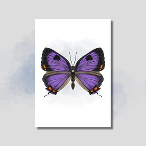 Colorado Hairstreak Butterfly Art Print, Illustrated Purple Butterfly ...