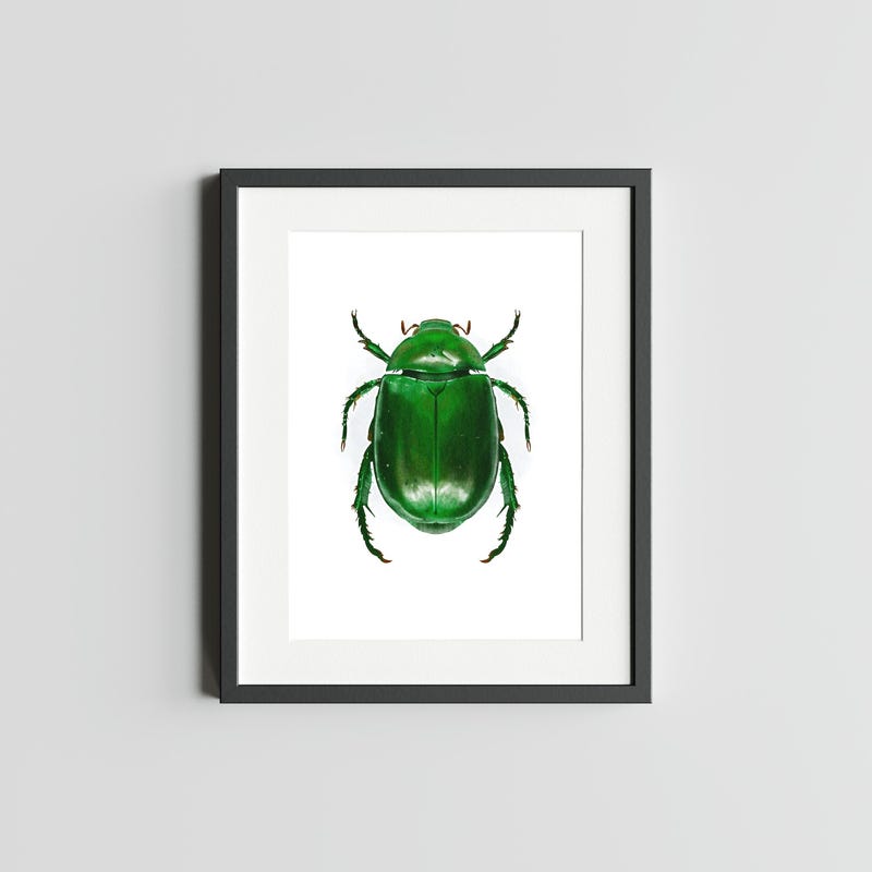 Beetle Art - Etsy
