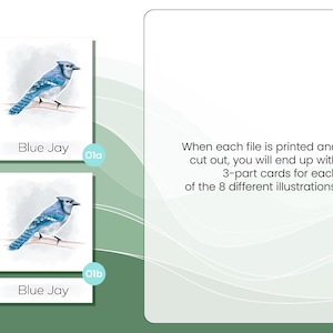 Montessori Nomenclature Cards ILLUSTRATED BIRDS, Montessori Materials ...