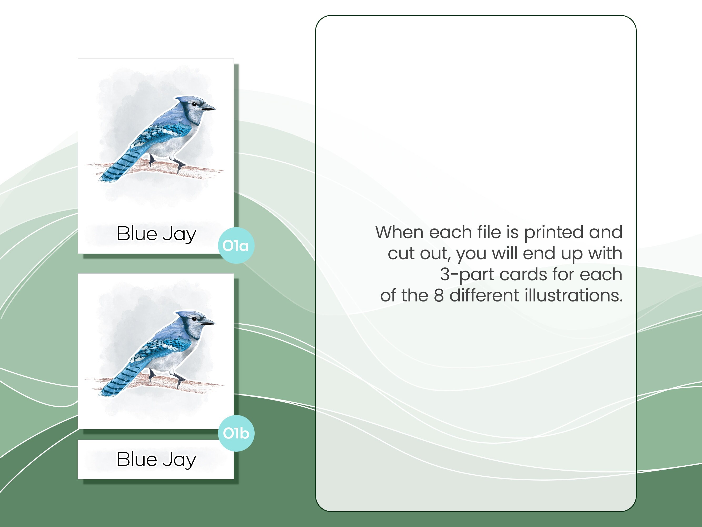 Montessori Nomenclature Cards ILLUSTRATED BIRDS, Montessori Materials ...