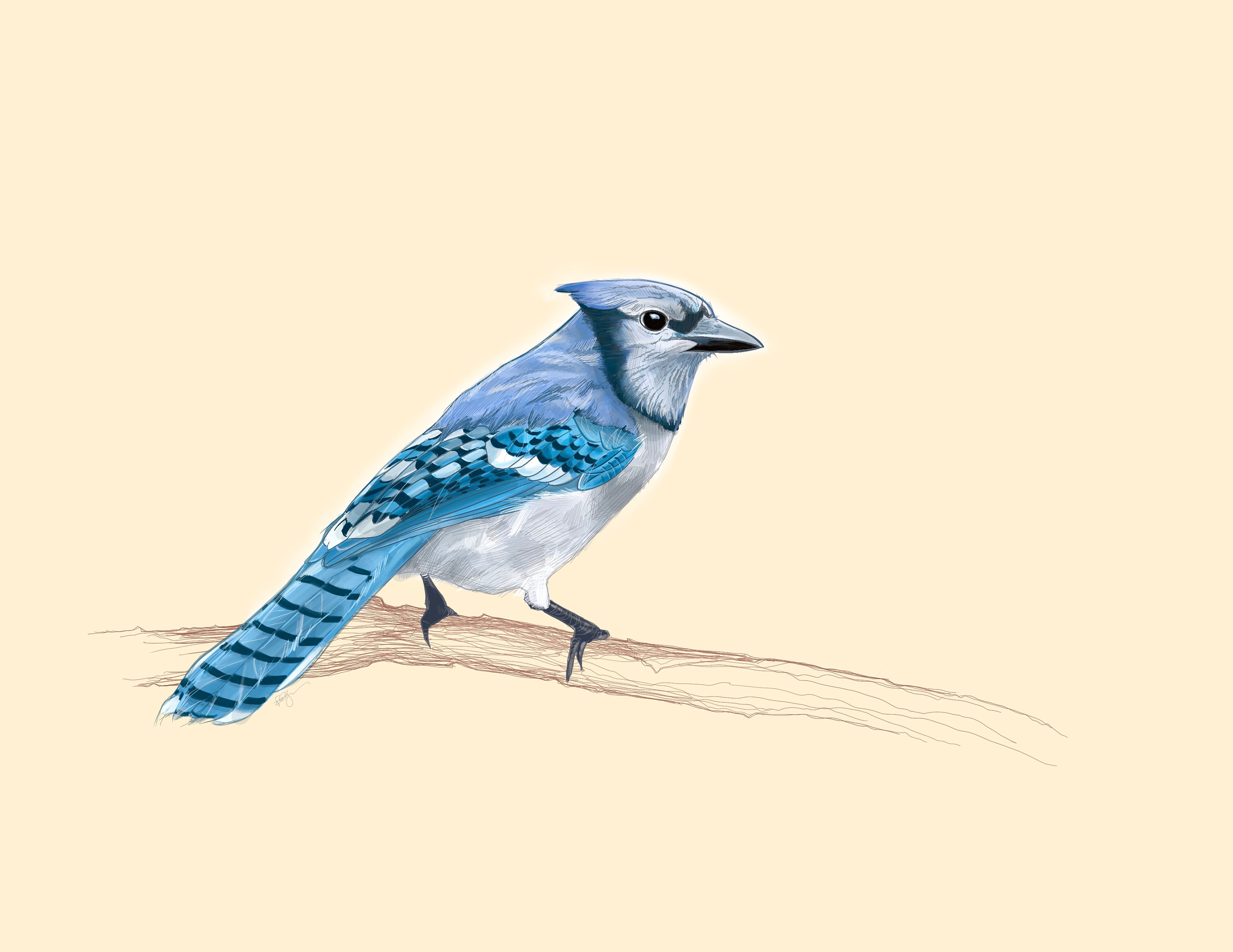 BLUE JAY Bird Print, Printable Art Print, Digital Art Print, Digital ...